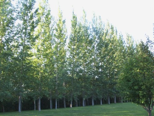Saskatchewan Tree Nursery. Spruce and Poplars - Swift Tree Centre