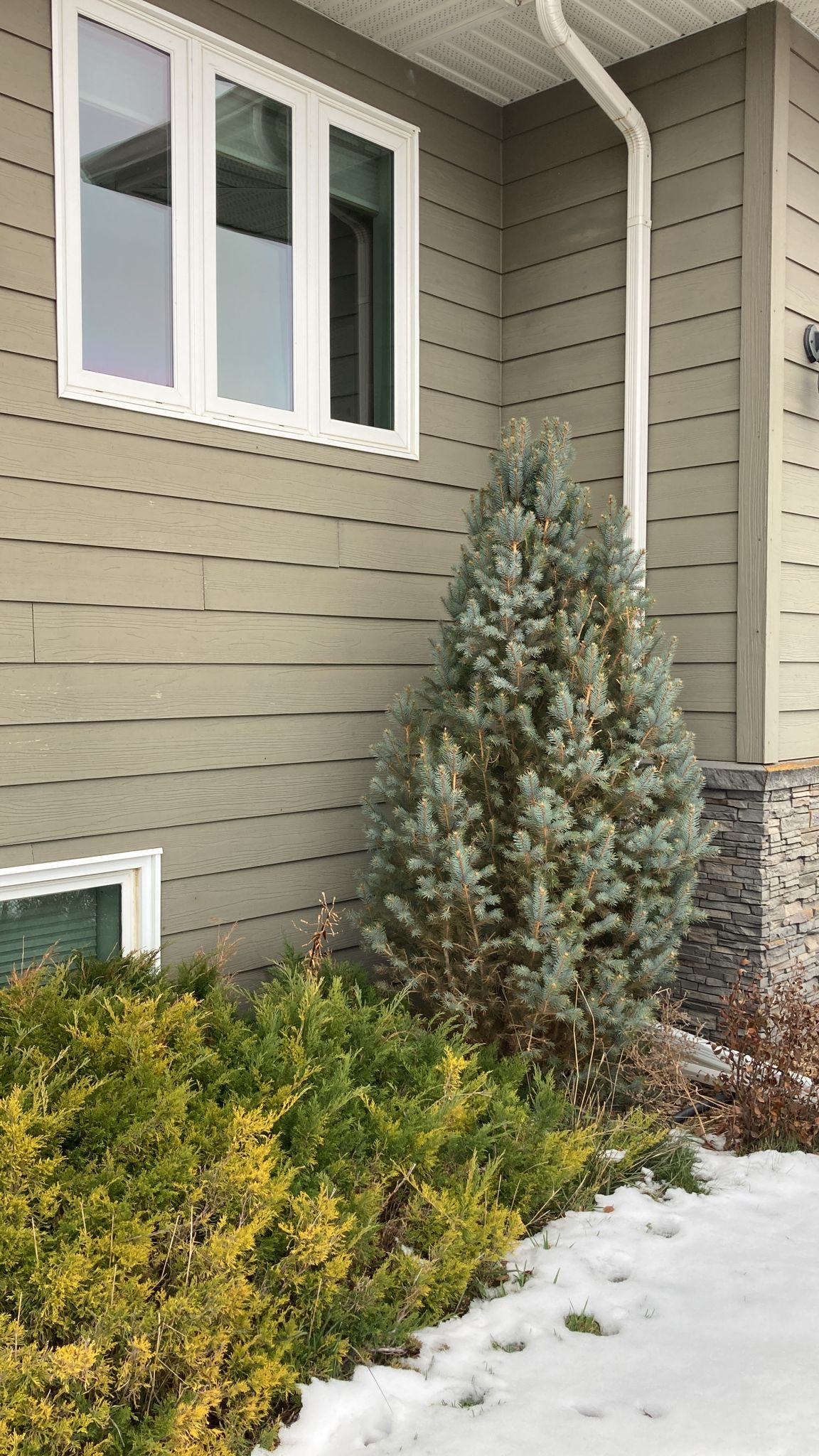 Columnar Blue Spruce Tree | Columnar Baby Blue Spruce | Swift Tree Centre