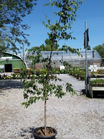 Cutleaf Weeping Birch – Swift Tree Centre