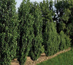 Parkland Pillar Birch | Parkland Pillar Birch | Swift Tree Centre