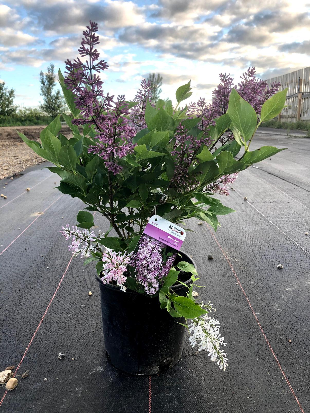 Common Lilac Tree | Common Purple Lilac Tree | Swift Tree Centre