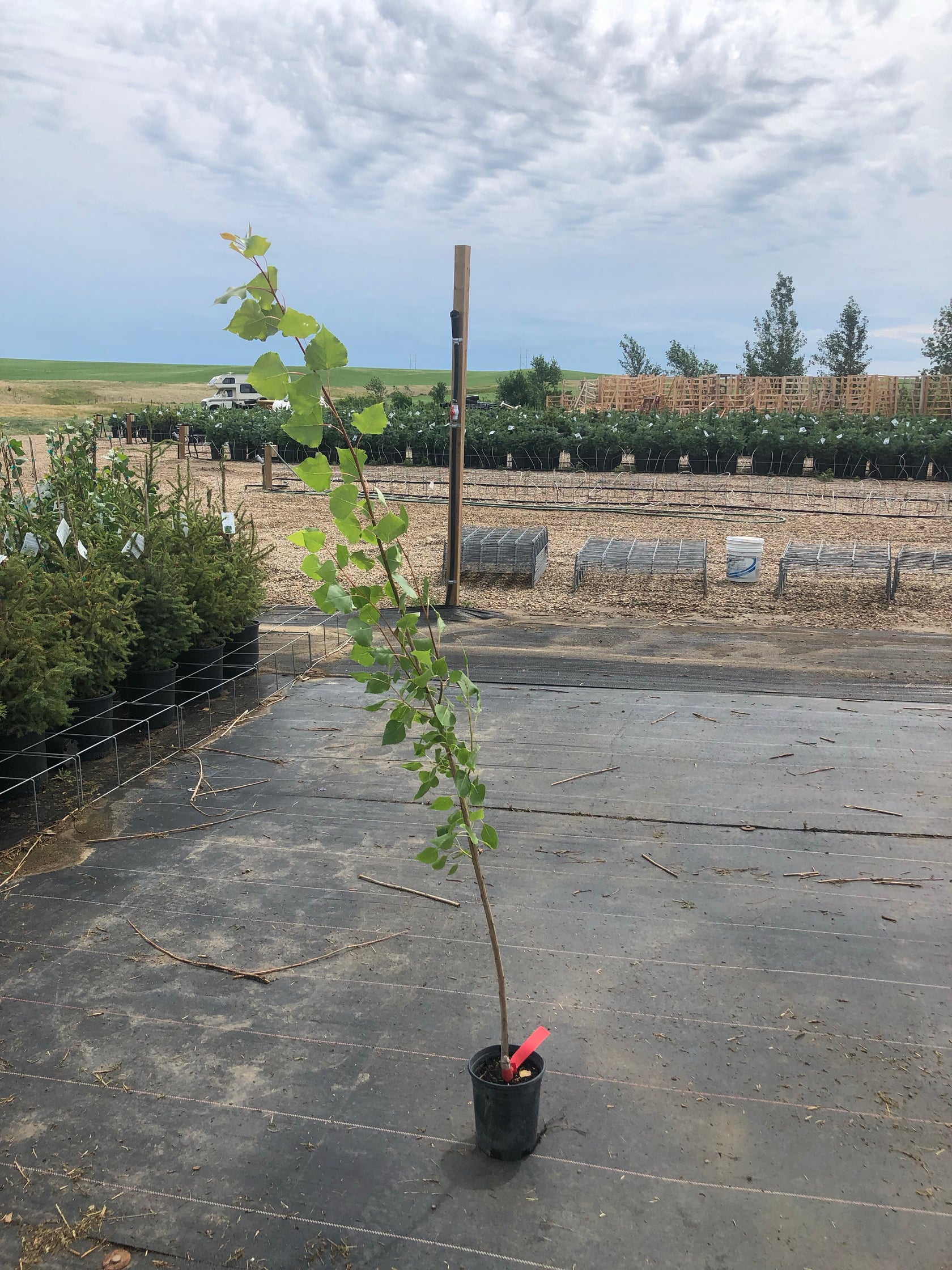 Buy Poplar Trees | Sundancer Poplar Trees | Swift Tree Centre