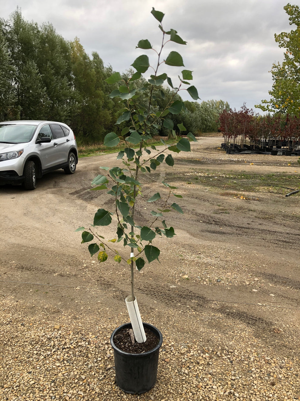 Buy Poplar Trees | Sundancer Poplar Trees | Swift Tree Centre