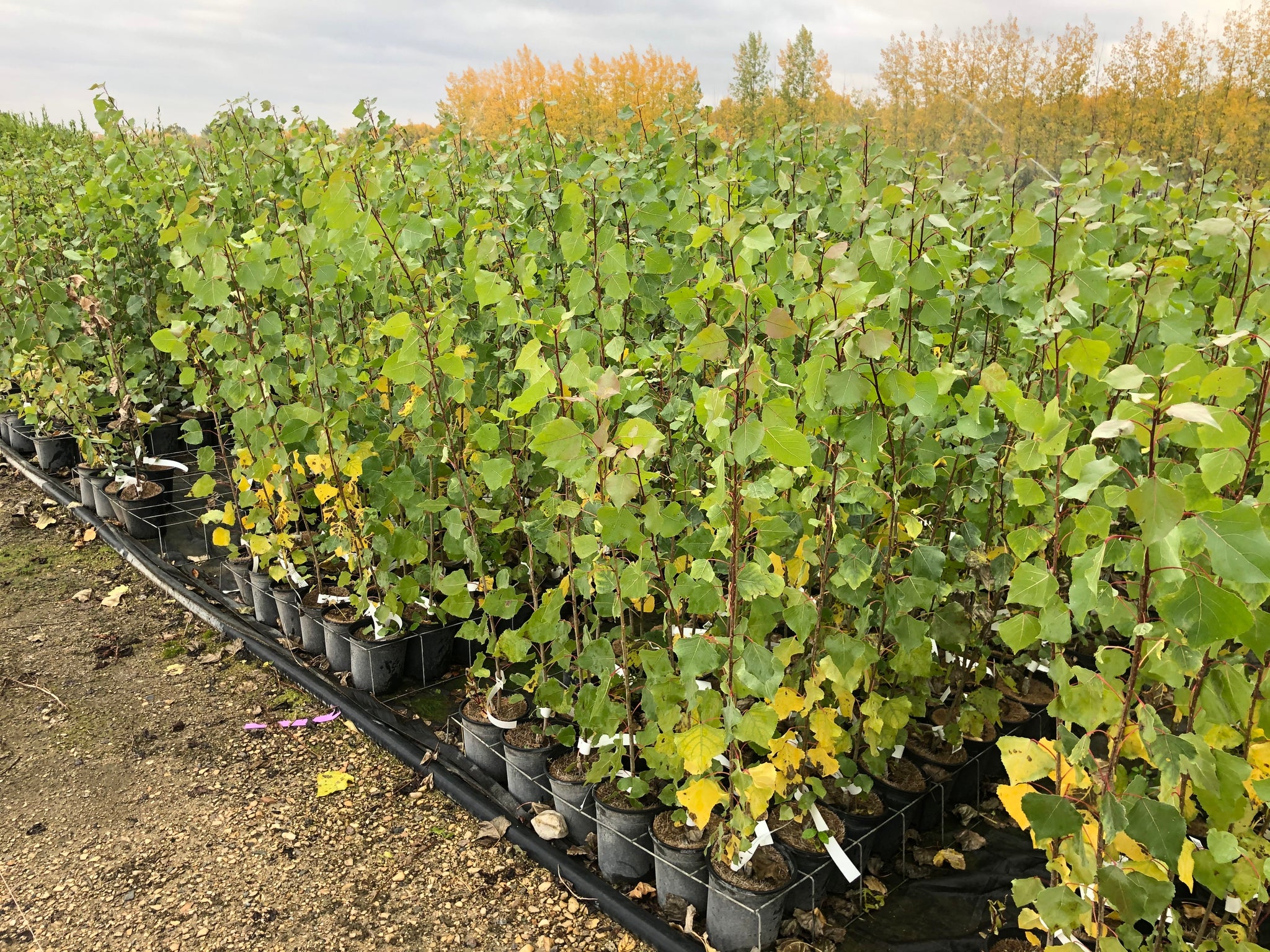 Buy Poplar Trees | Sundancer Poplar Trees | Swift Tree Centre