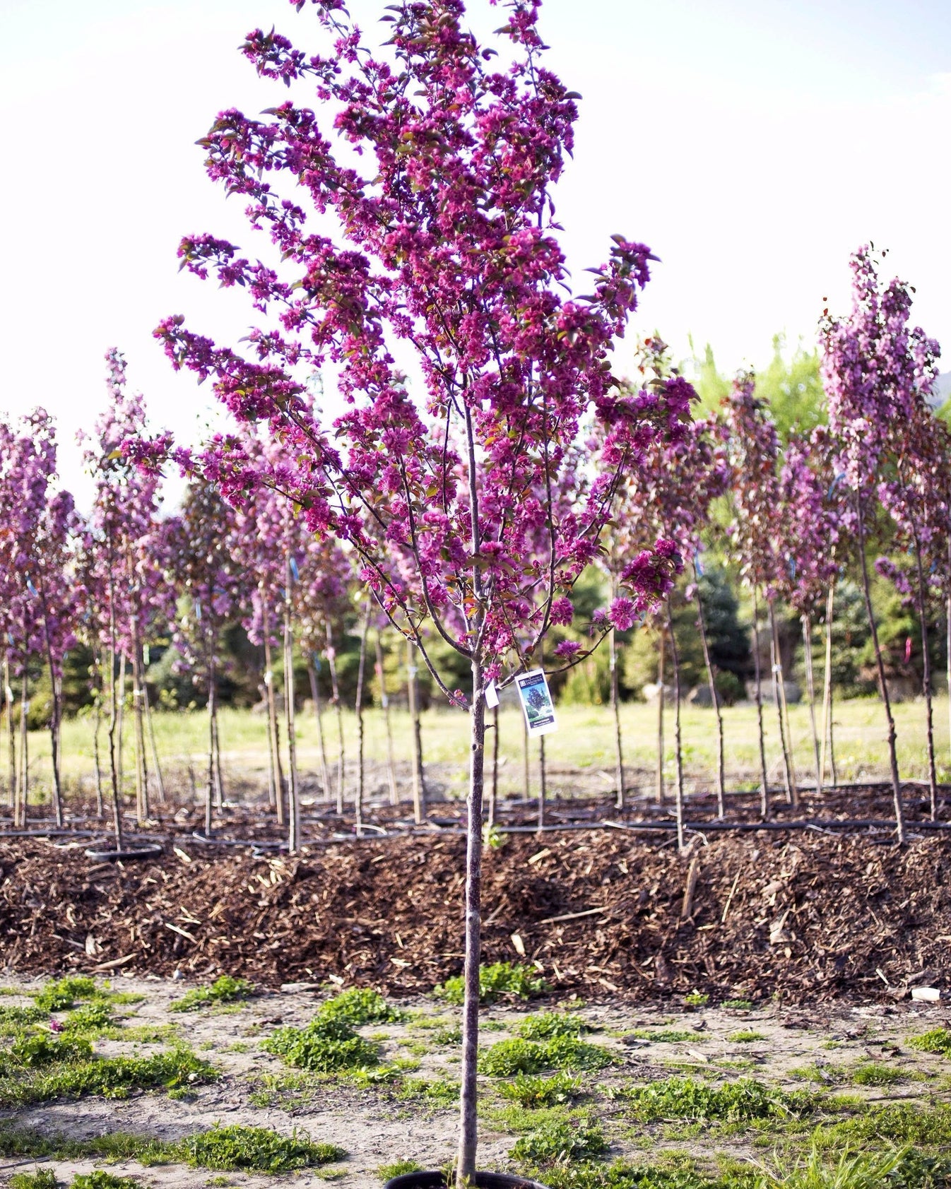 Gladiator Rosybloom Crabapple | Gladiator Crabapple Trees | Swift Tree ...